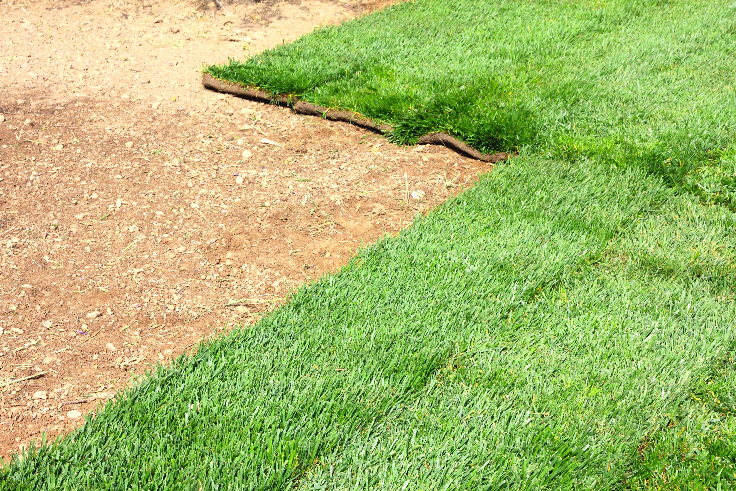 The Benefits of St. Augustine Sod in Temecula, CA - Globle Weblist The Benefits of St. Augustine Sod in Temecula, CA - Globle Weblist